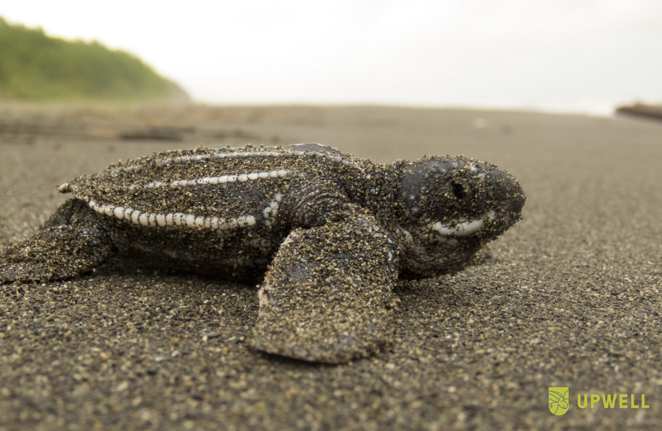Baby Leatherback Sea Turtle Pictures