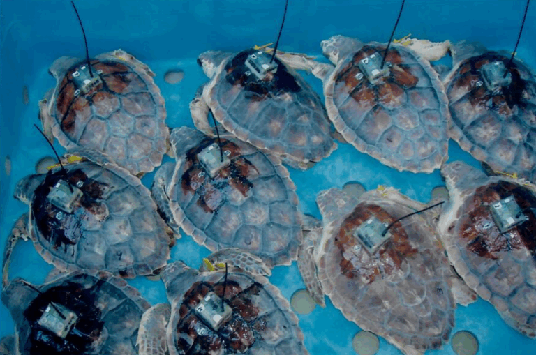 New Mercator Ocean Study Reveals Swimming Activity of Juvenile Pacific ...